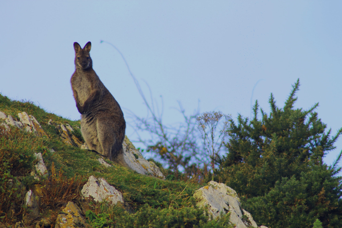 Irish Wallabies | Tinteán